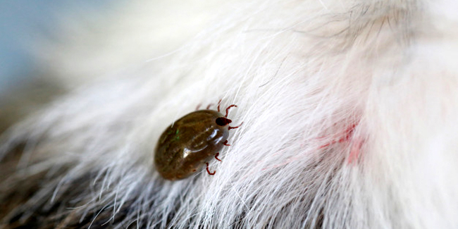 La tique du chien : symptômes et risques. Comment l’enlever
