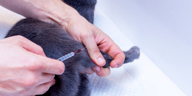 Quand vacciner son chat ? L'utilité du carnet de vaccination du chat